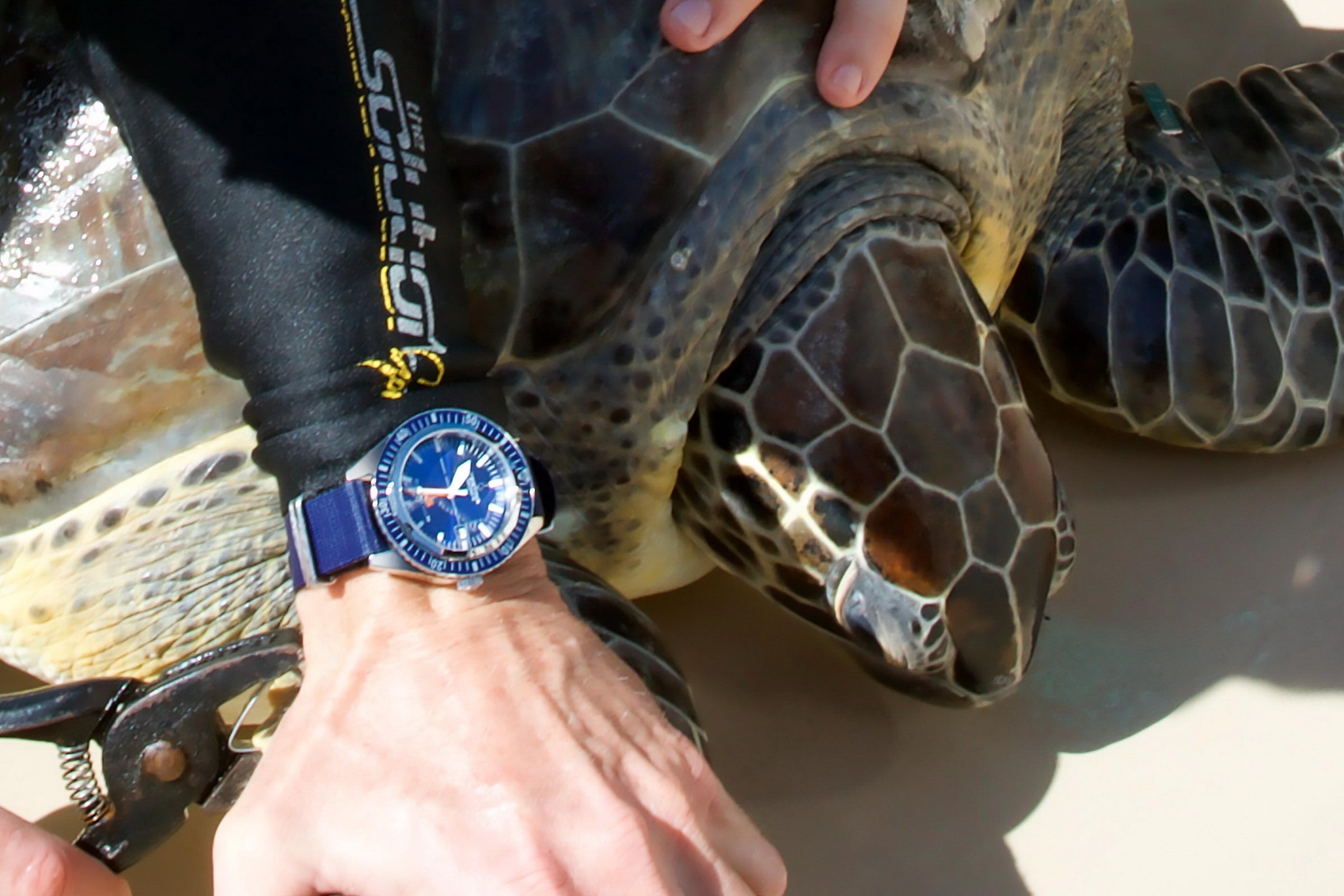Certina - DS Super PH500M Sea Turtle Conservancy | W Hamond Fine Jewellery